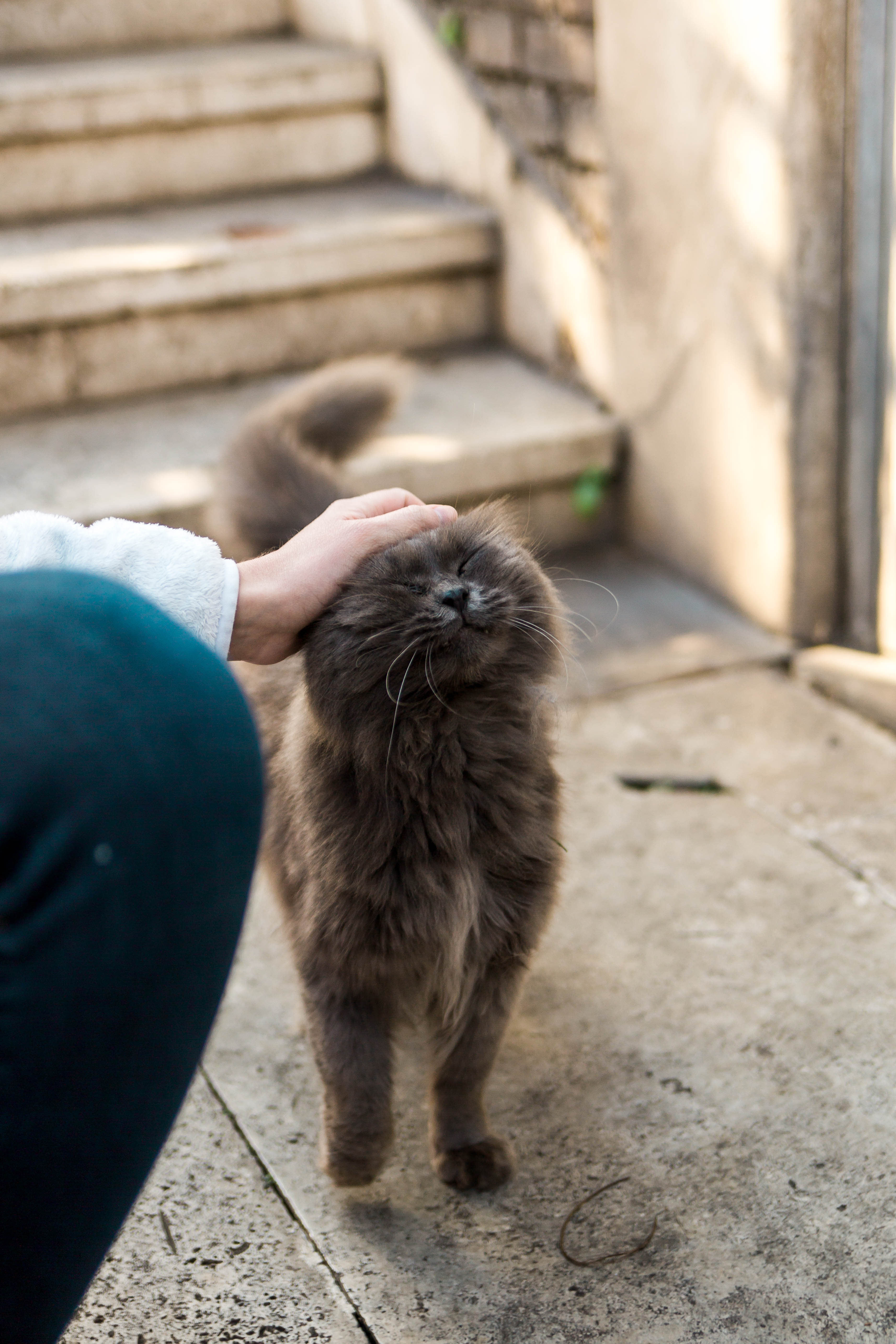 Italian Cats - I'm Mary Katherine