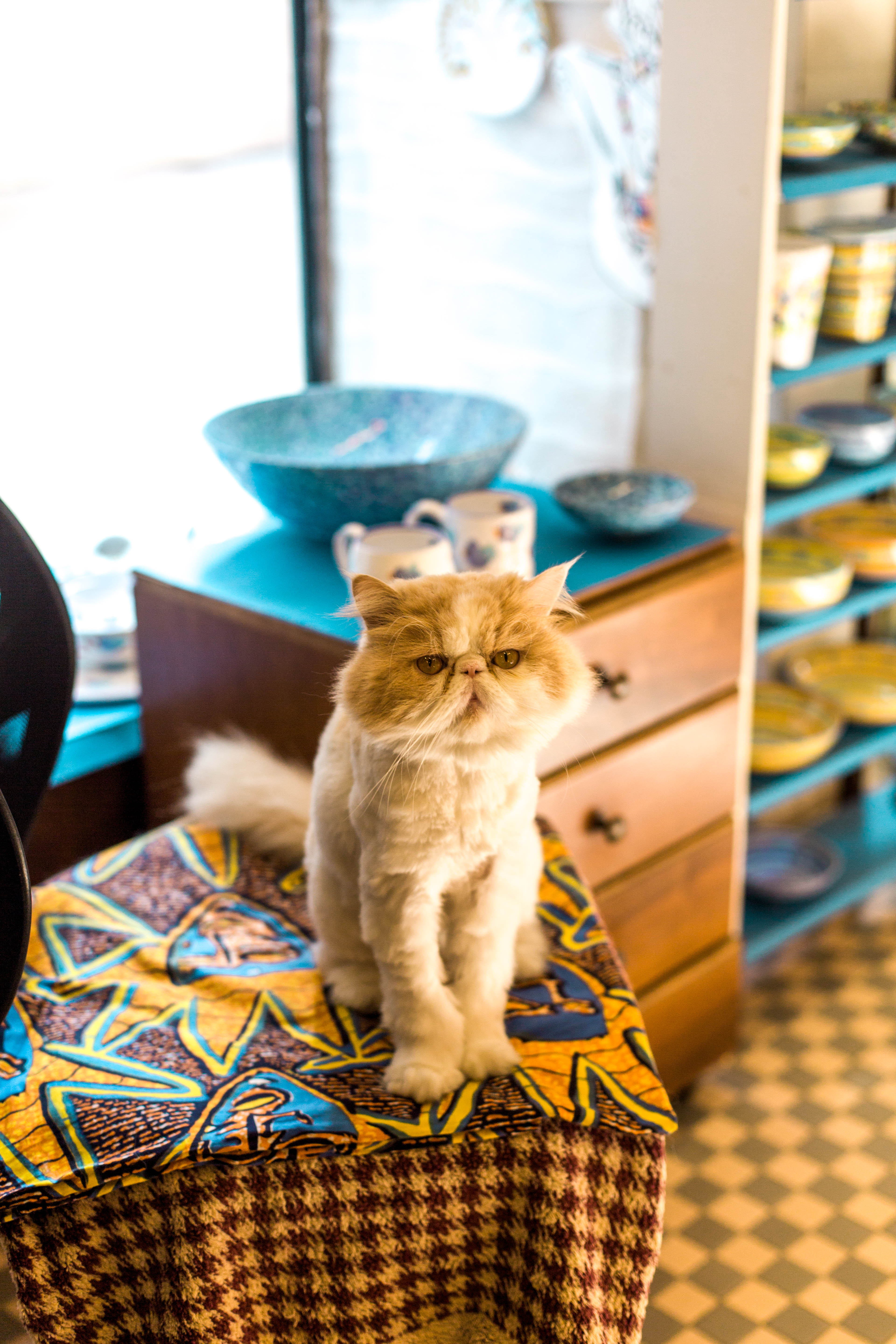 Italian Cats - I'm Mary Katherine