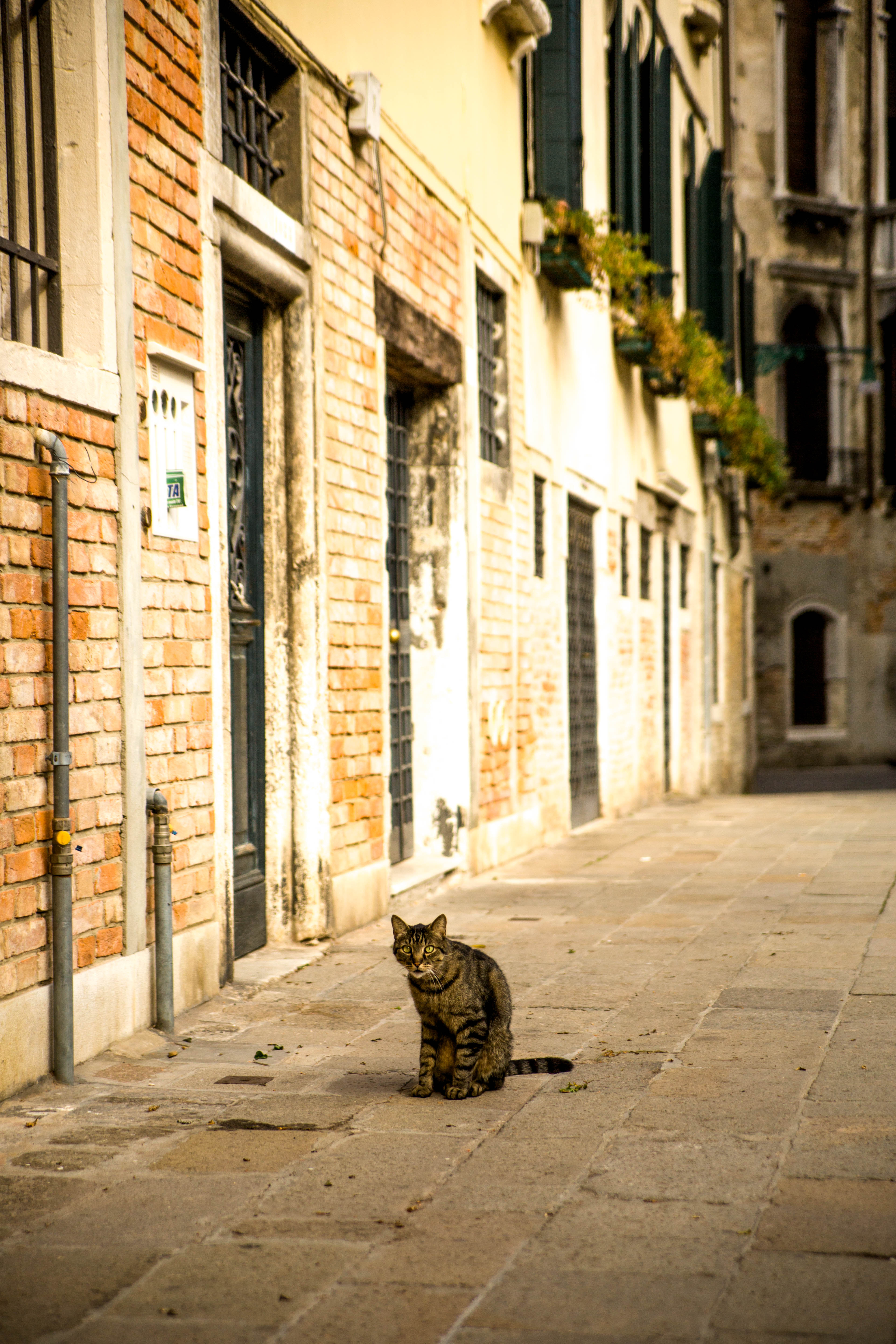 Italian Cats - I'm Mary Katherine