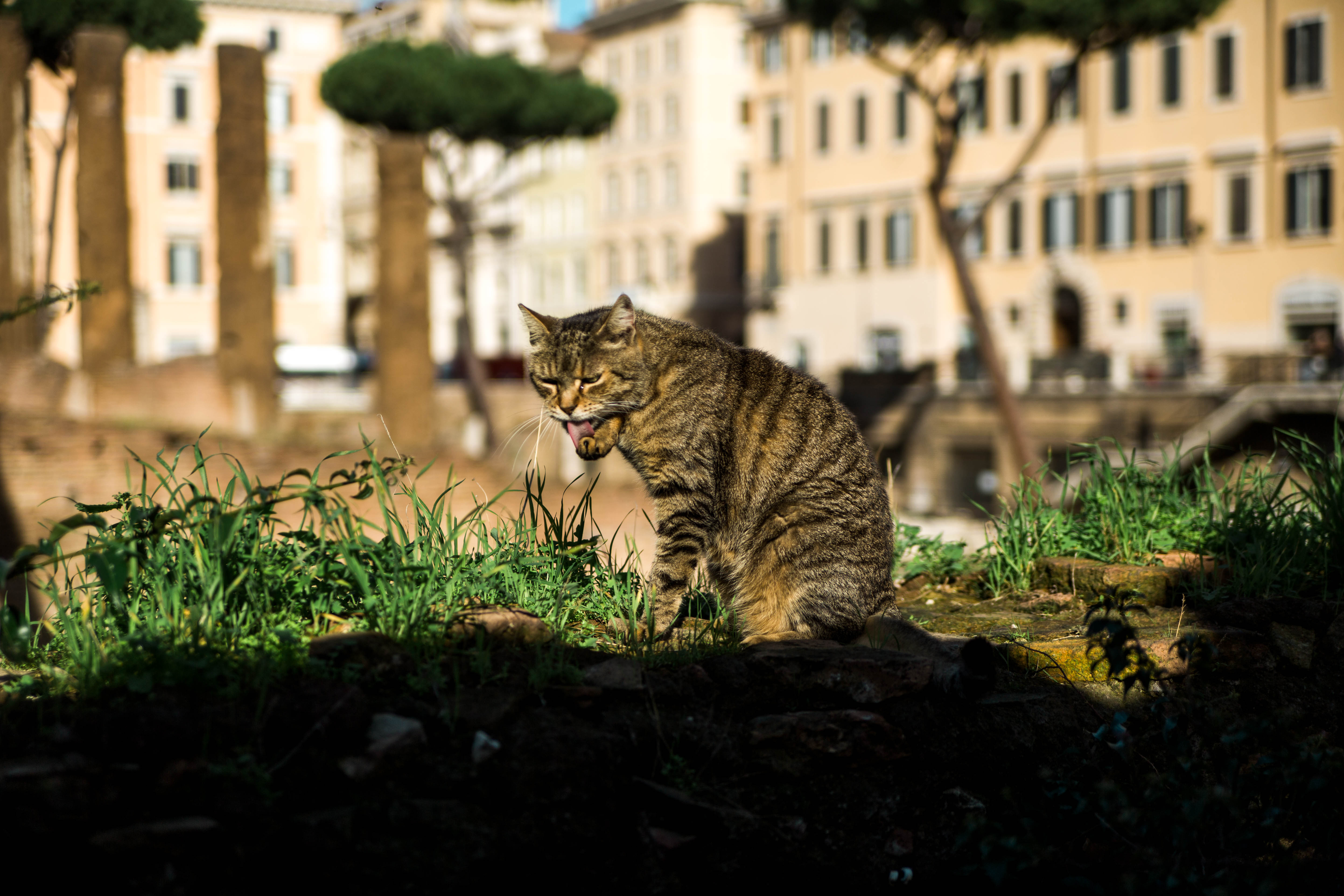 Italian Cats - I'm Mary Katherine