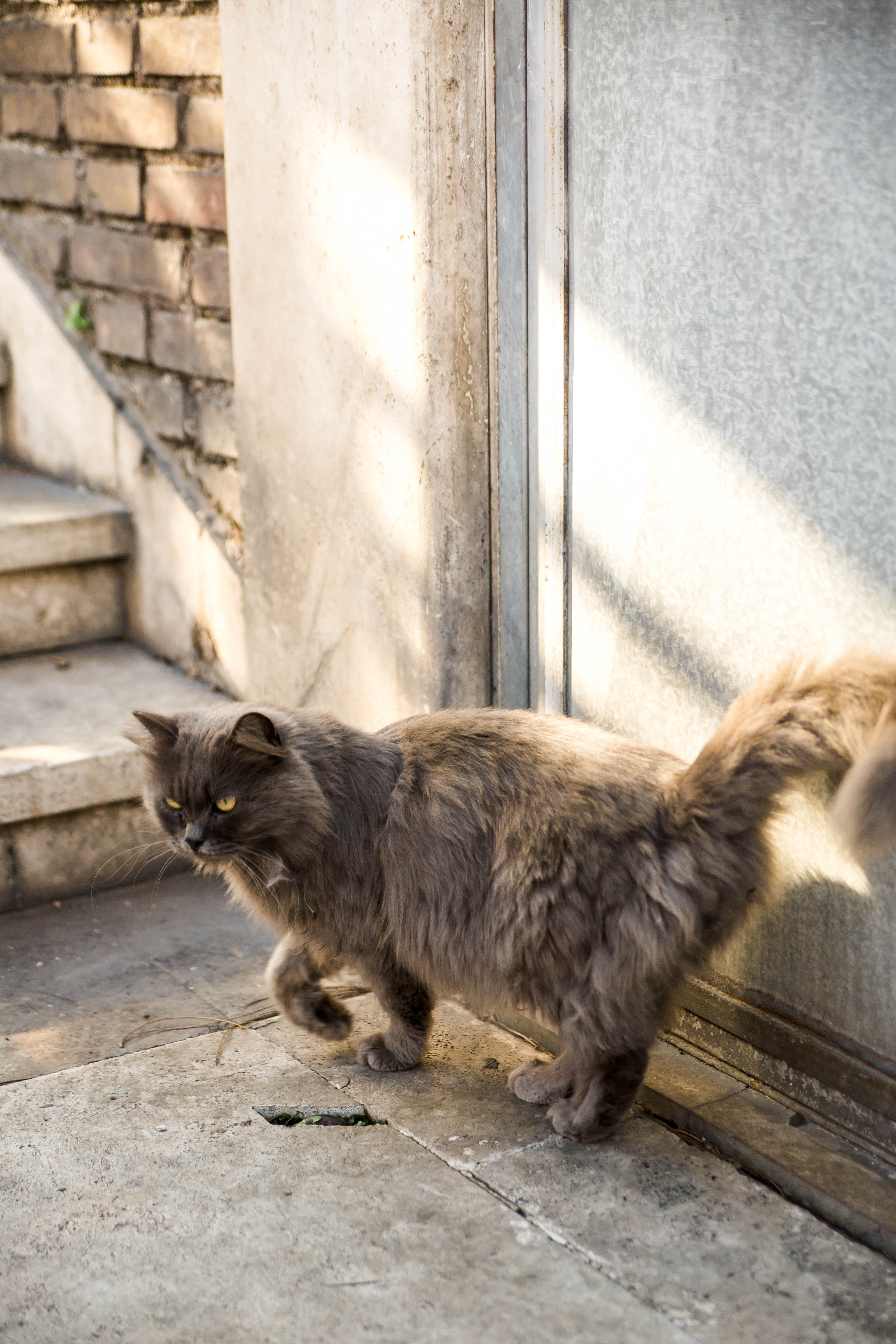 Italian Cats - I'm Mary Katherine